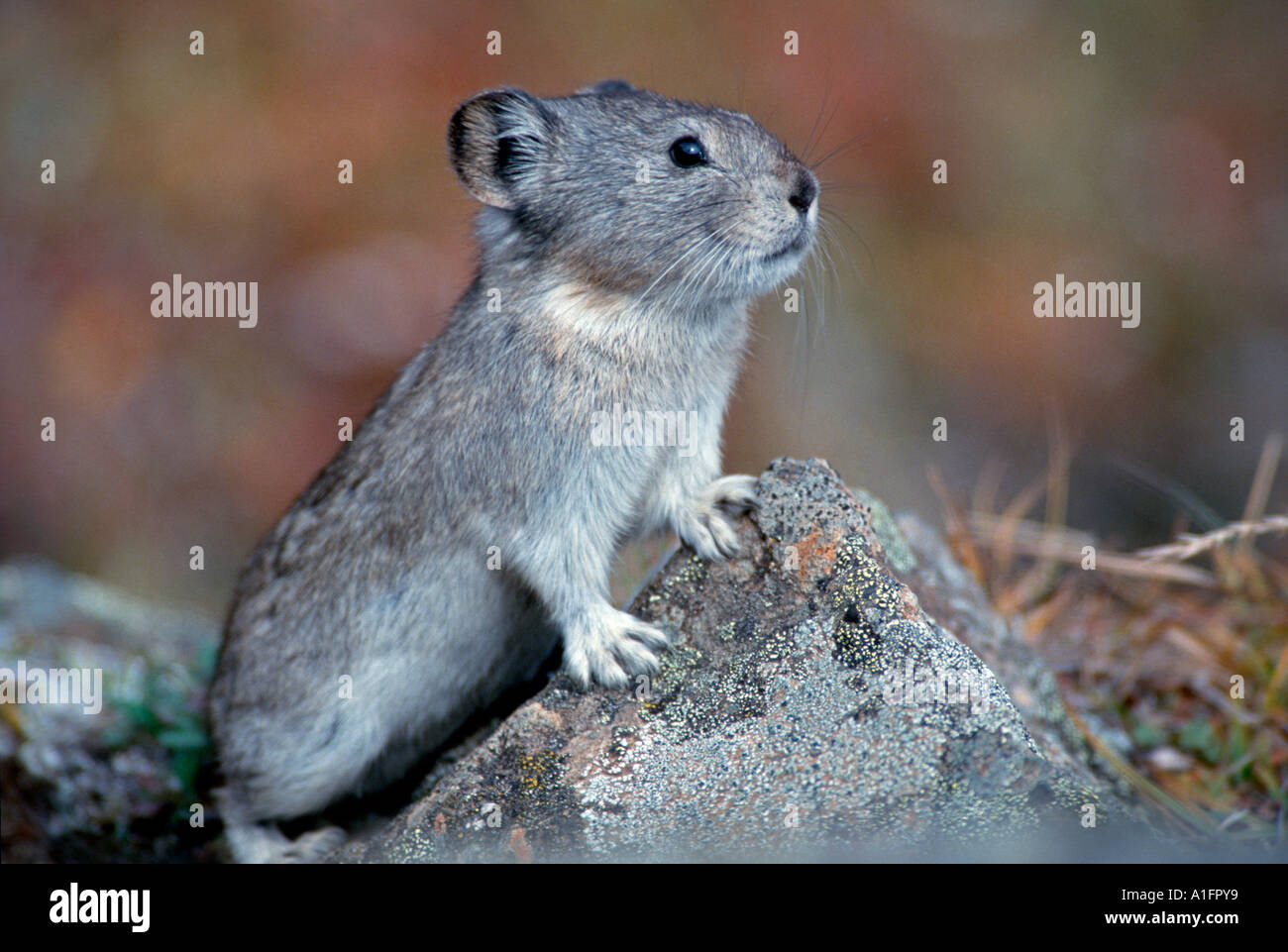 Collared Pika or rock rabbit in Denali National Park Stock Photo - Alamy