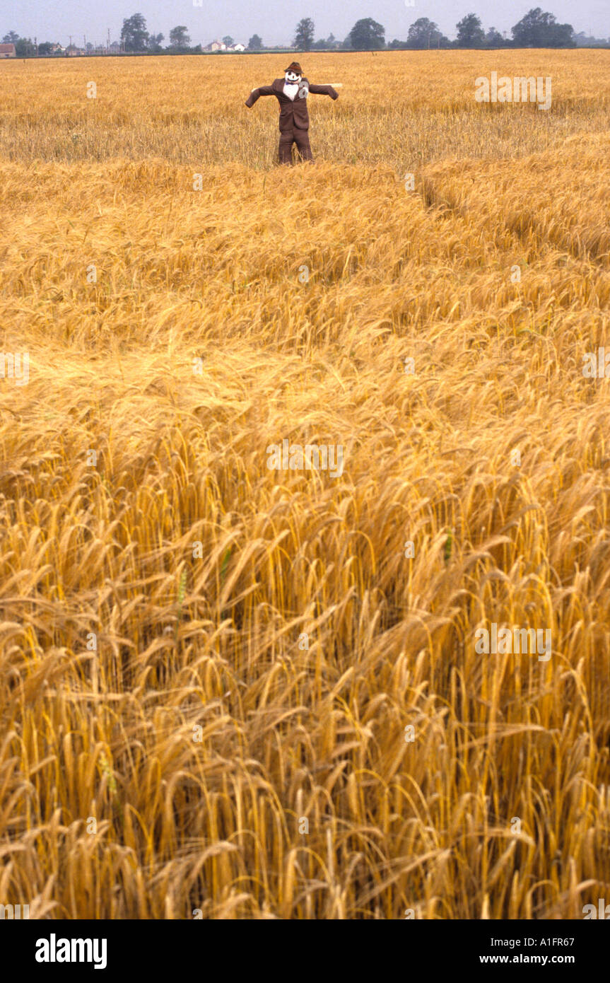 Scarecrow standing in field of arable crop Stock Photo - Alamy