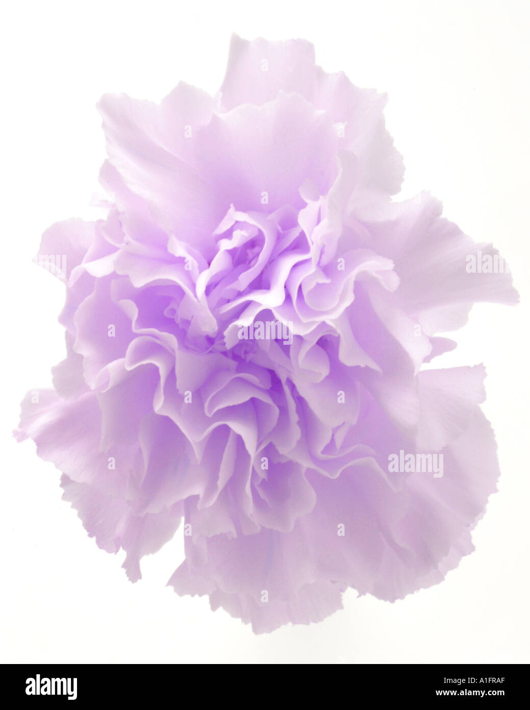 carnation lilac white background Stock Photo - Alamy