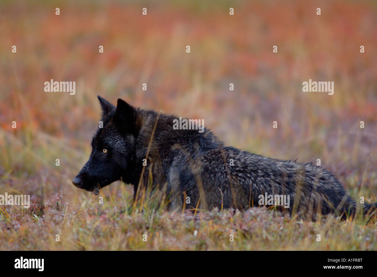 gray wolf Canis lupus resting on fall colors in Denali National Park ...