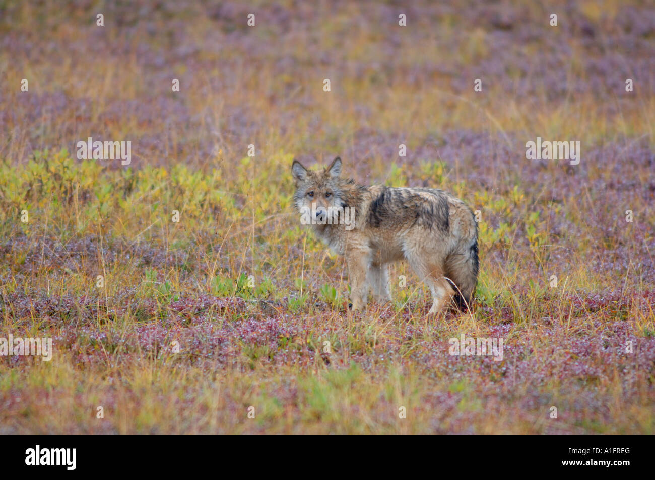 gray wolf Canis lupus pup on fall tundra in Denali National Park ...