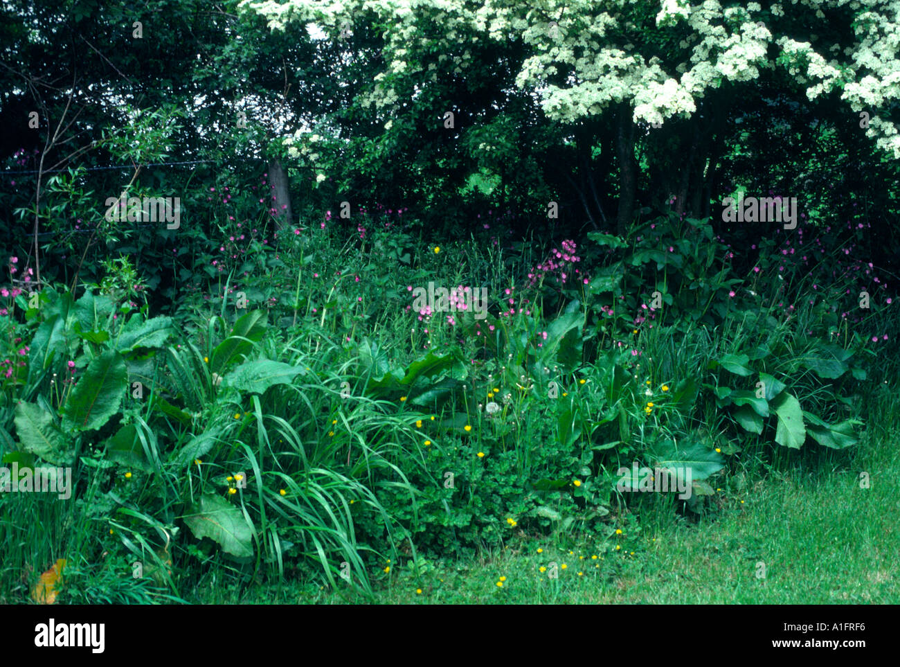 English hedgerow wild flowers plants hi-res stock photography and ...