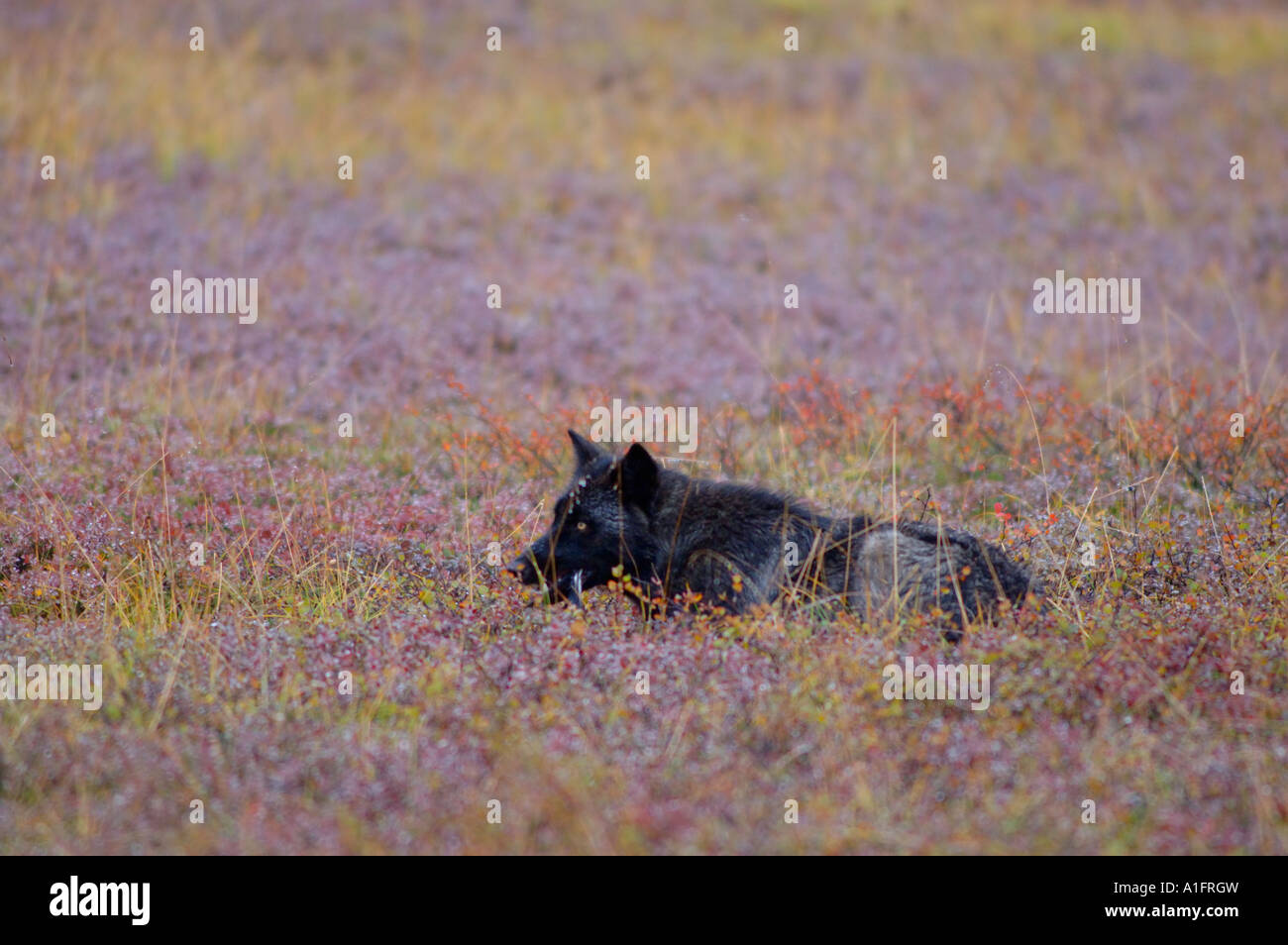 gray wolf Canis lupus resting on fall colors in Denali National Park ...