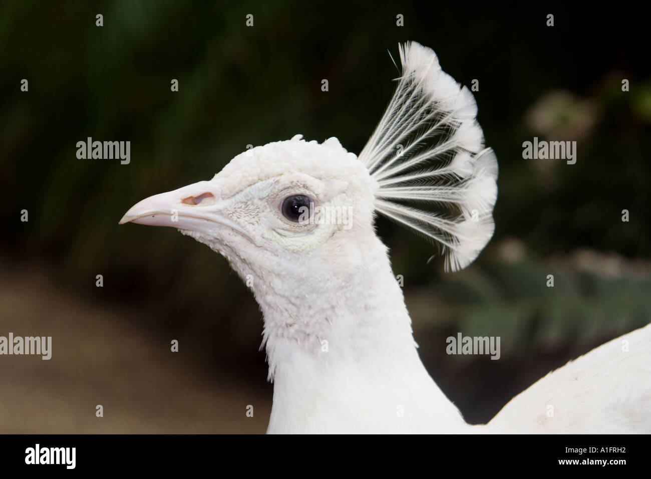 CLOSE UP OF A RARE ALBINO PEACOCK HORIZONTAL BAPDB4402 Stock Photo - Alamy