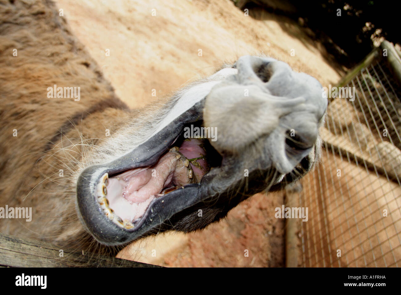 EXTREME CLOSE UP OF A DONKEY HEAD LOOKING VERY DISTORTED Stock Photo ...