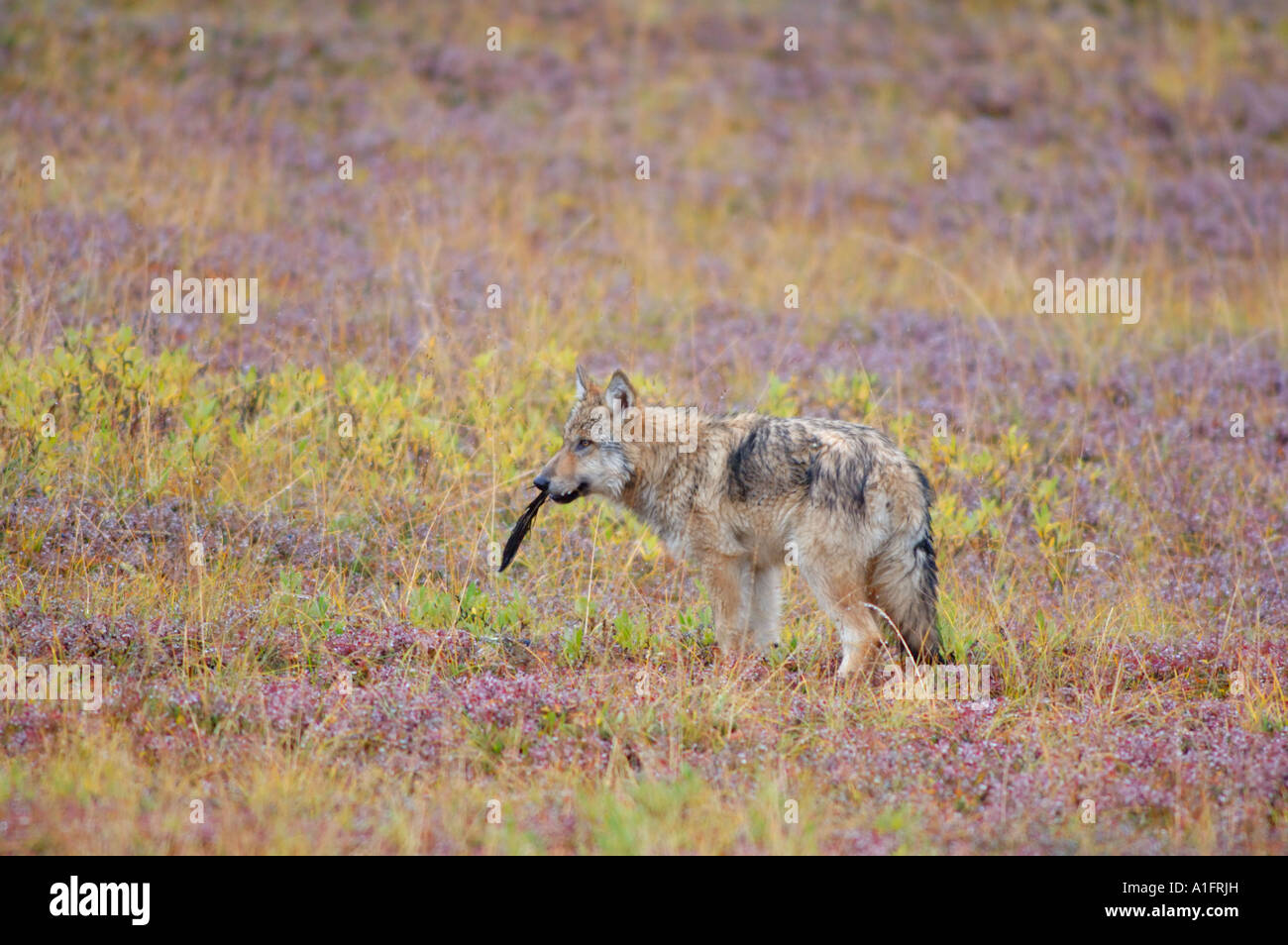 gray wolf Canis lupus pup on fall tundra in Denali National Park ...
