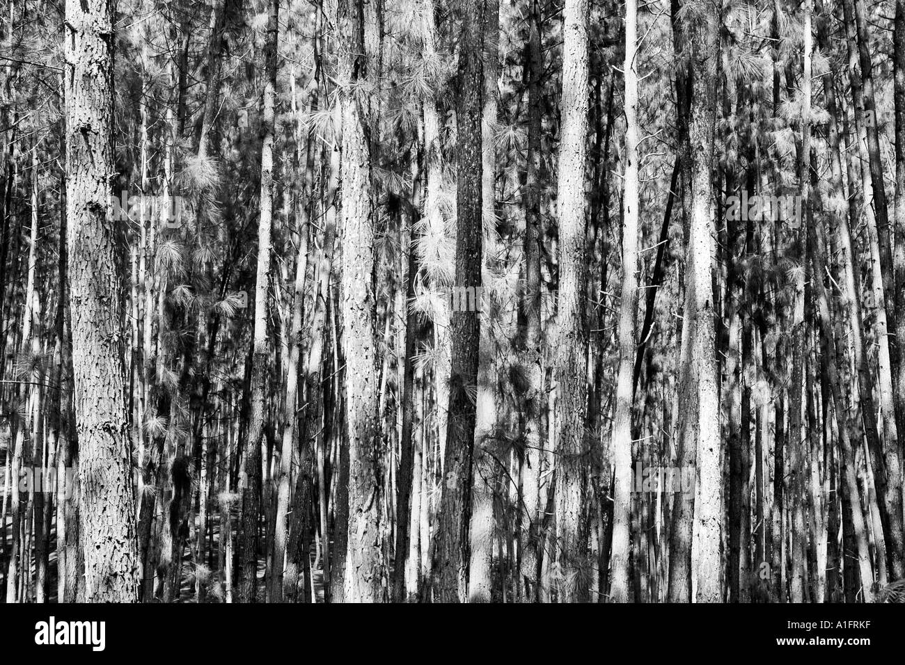 Tree trunks Black and White Stock Photos & Images - Alamy