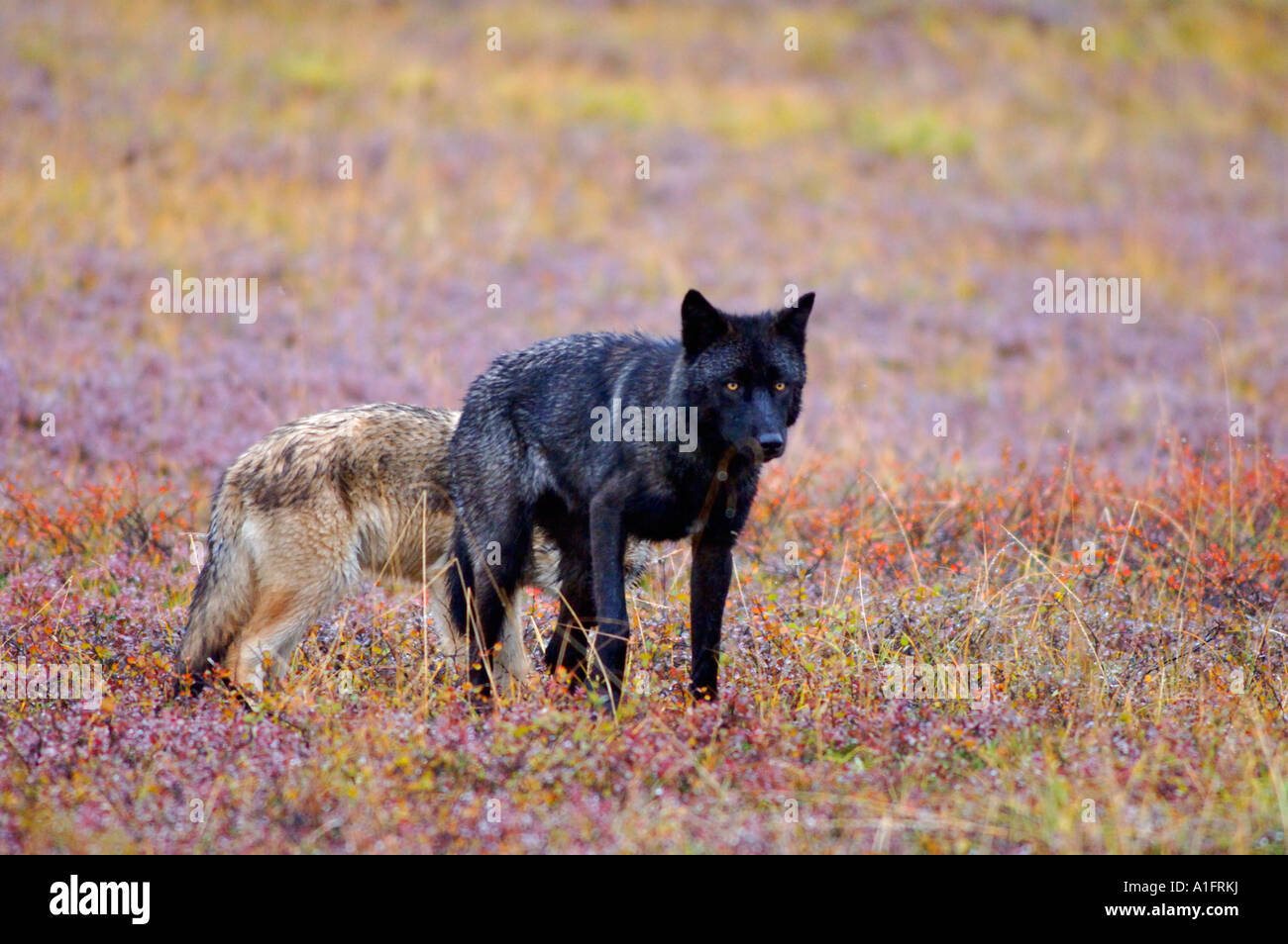 gray wolf Canis lupus male and pup on fall tundra in Denali National ...