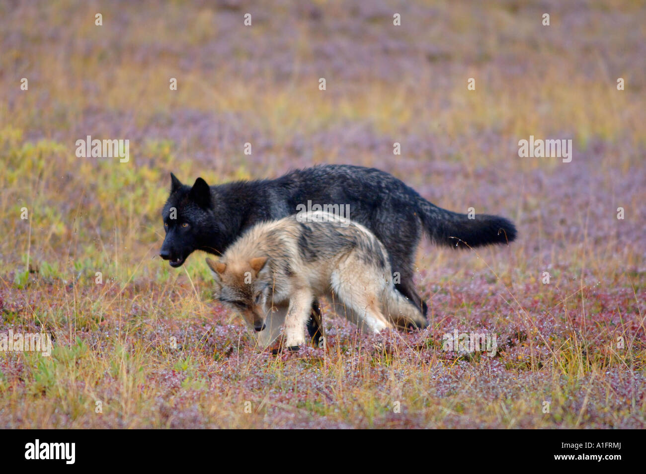 gray wolf Canis lupus male and pup on fall tundra in Denali National ...