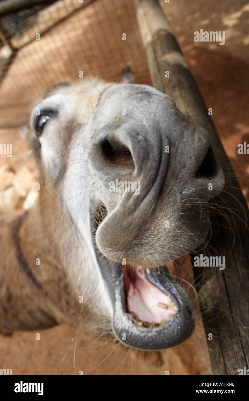 Deformed Donkey