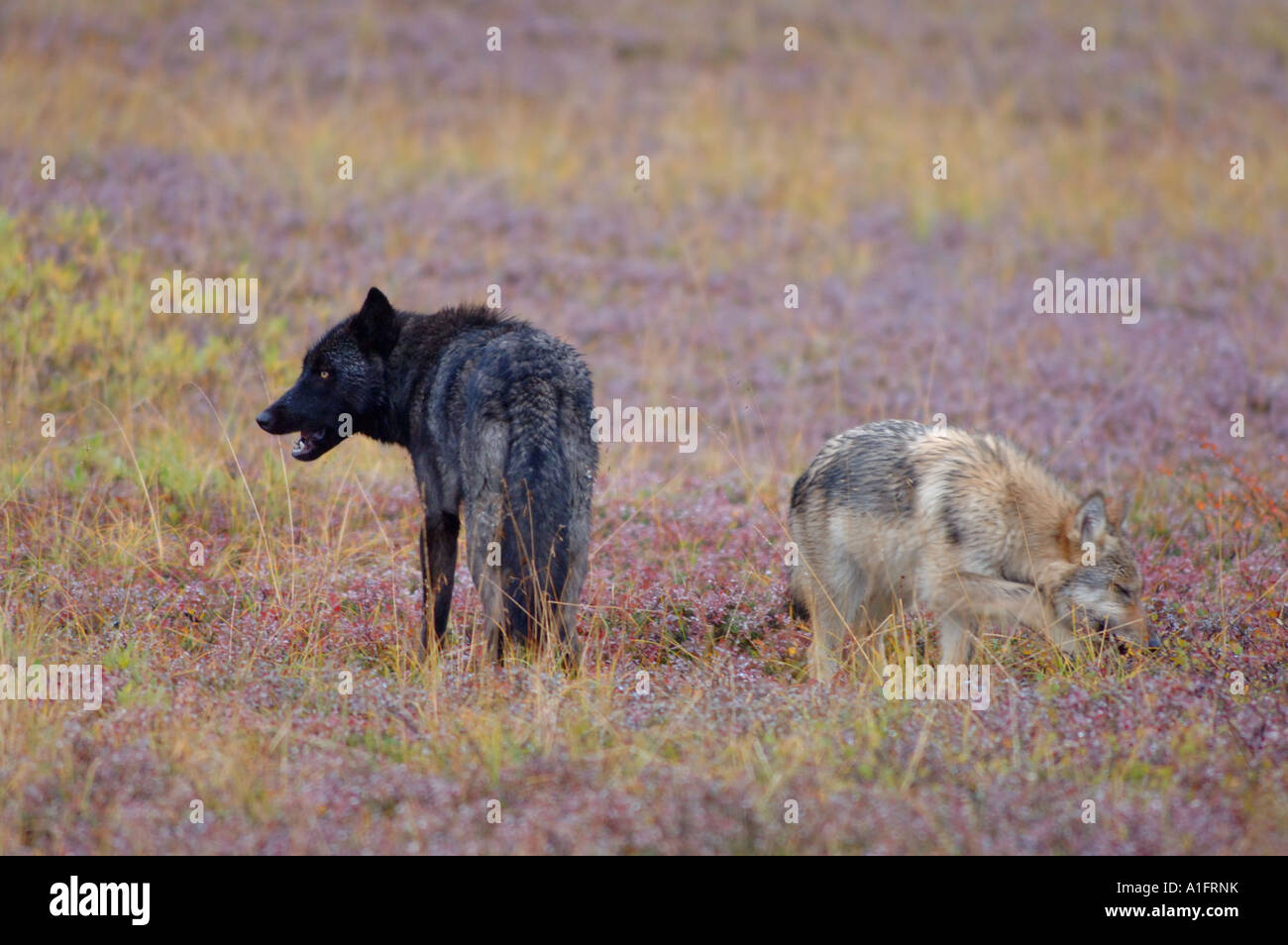gray wolf Canis lupus male and pup on fall tundra in Denali National ...
