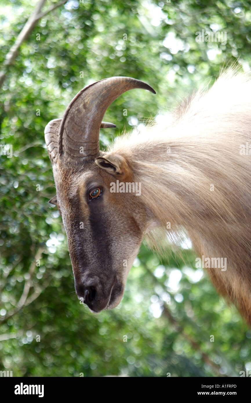 mountain goat AUSTRALIA VERTICAL BAPDB4414 Stock Photo - Alamy