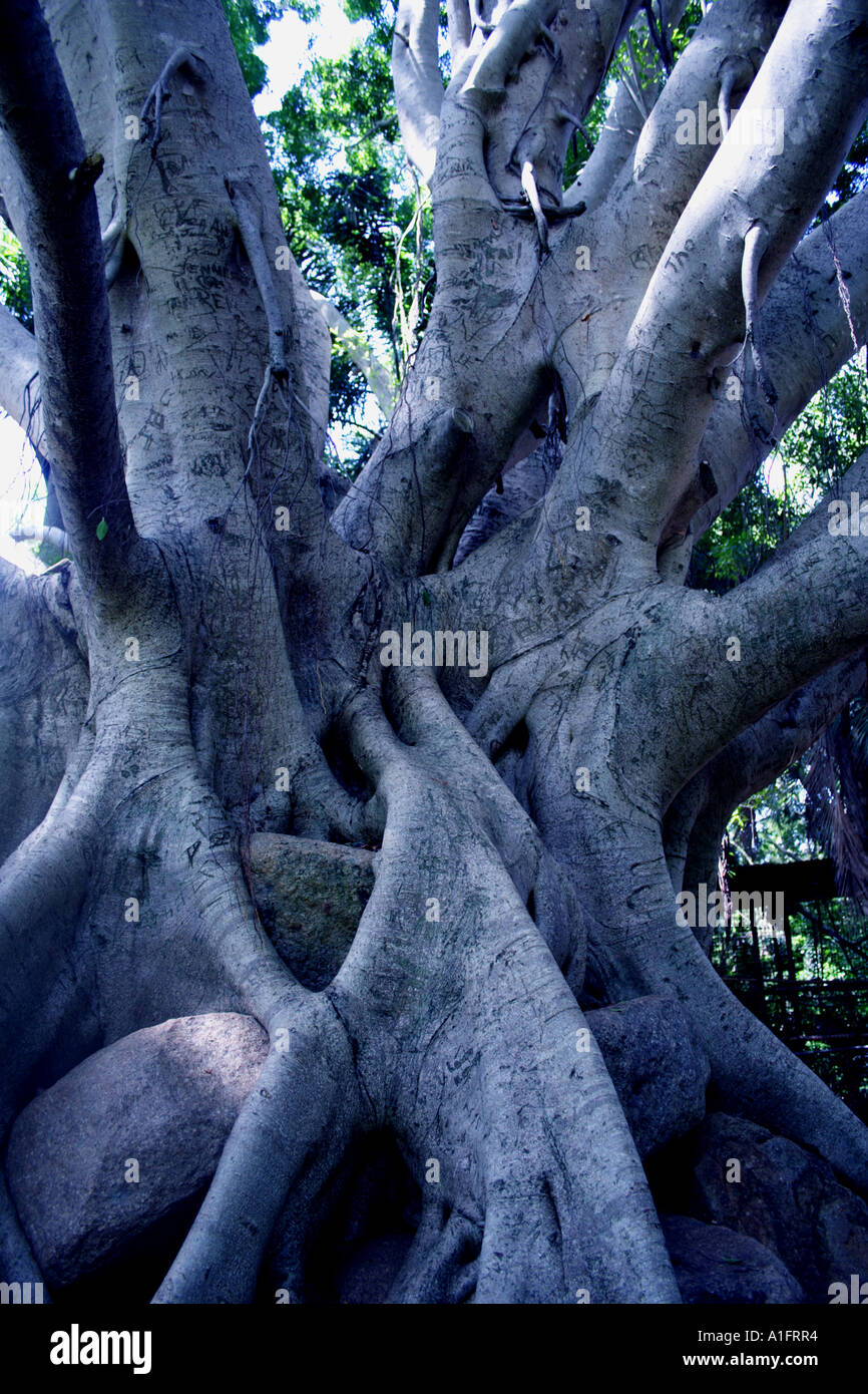 Twisted forrest hi-res stock photography and images - Alamy