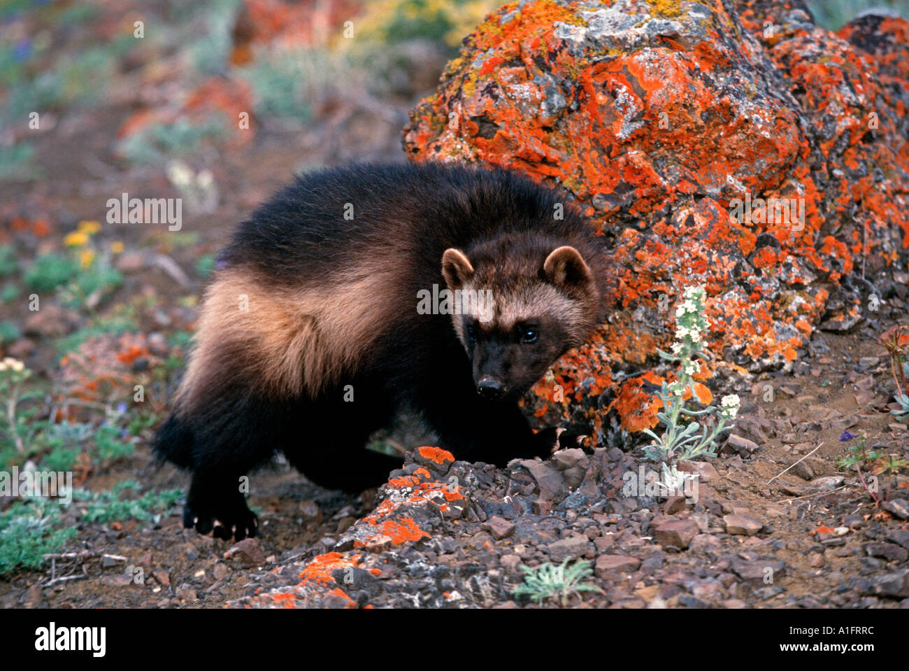 Wolverine in Montana, Captive Stock Photo - Alamy