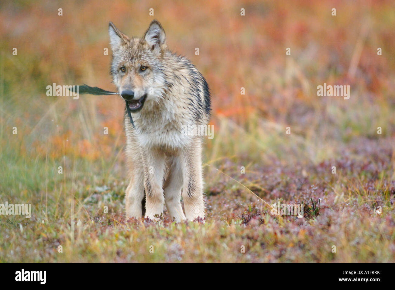 gray wolf Canis lupus pup on fall tundra in Denali National Park ...