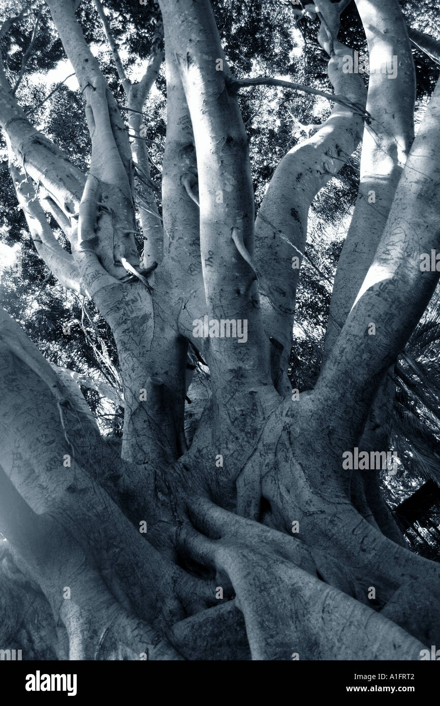 Twisted forrest hi-res stock photography and images - Alamy