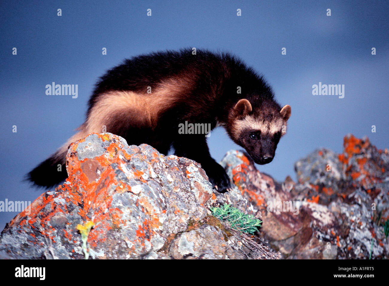 North american wolverine hi-res stock photography and images - Alamy