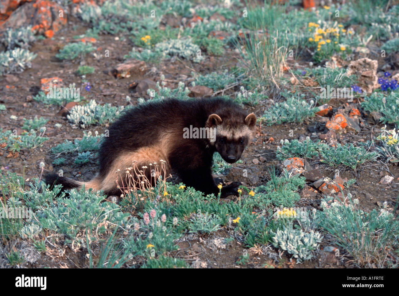 Wolverine in Montana, Captive Stock Photo - Alamy