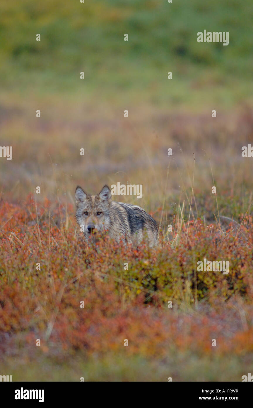 gray wolf Canis lupus pup on fall tundra in Denali National Park ...