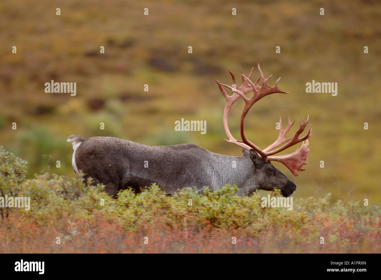 bull caribou Rangifer tarandus bull feeding on fall vegetation in ...