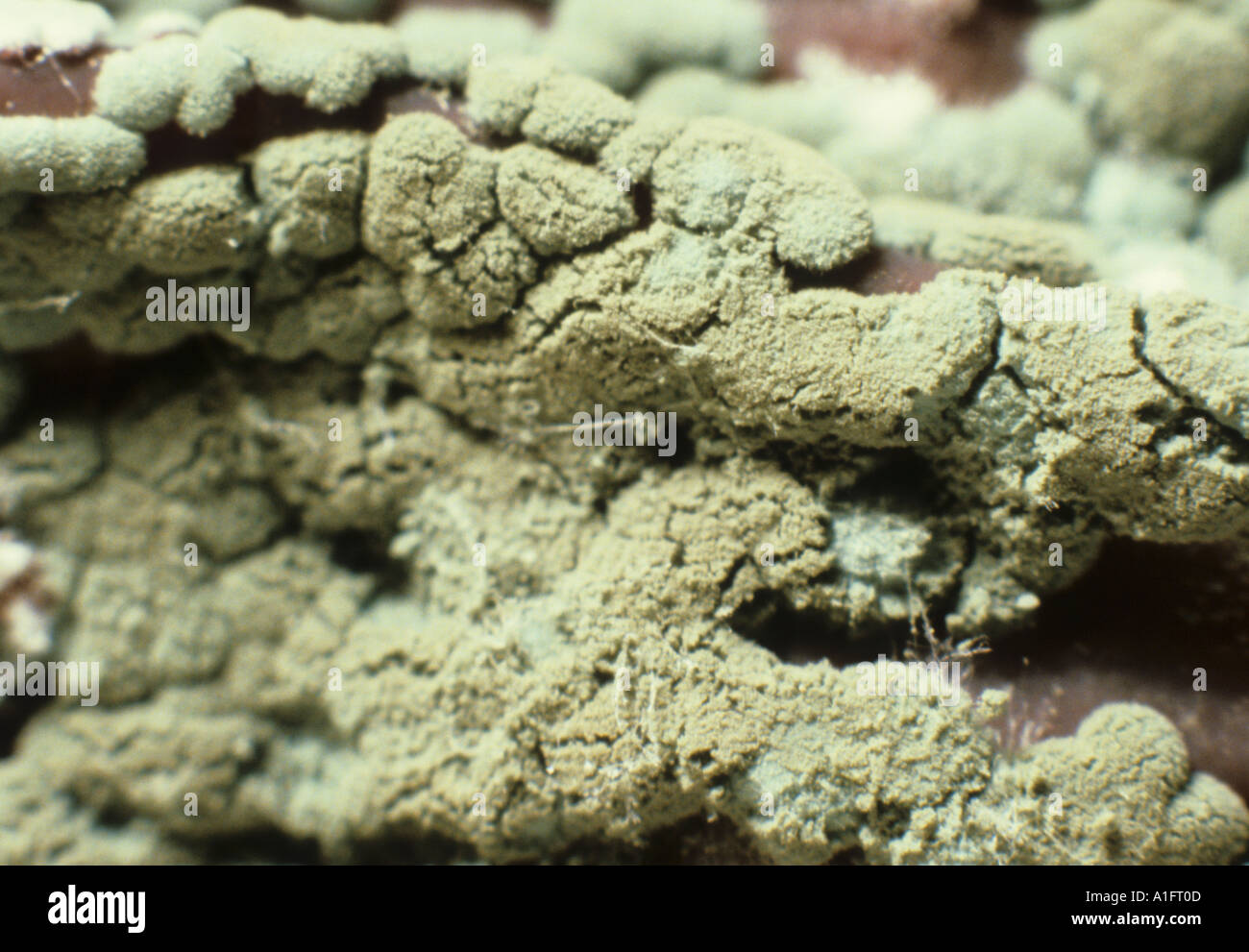 Formation of mould hi-res stock photography and images - Alamy