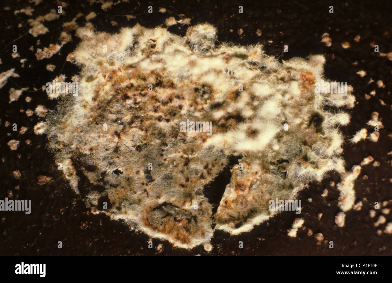 Formation of mould hi-res stock photography and images - Alamy