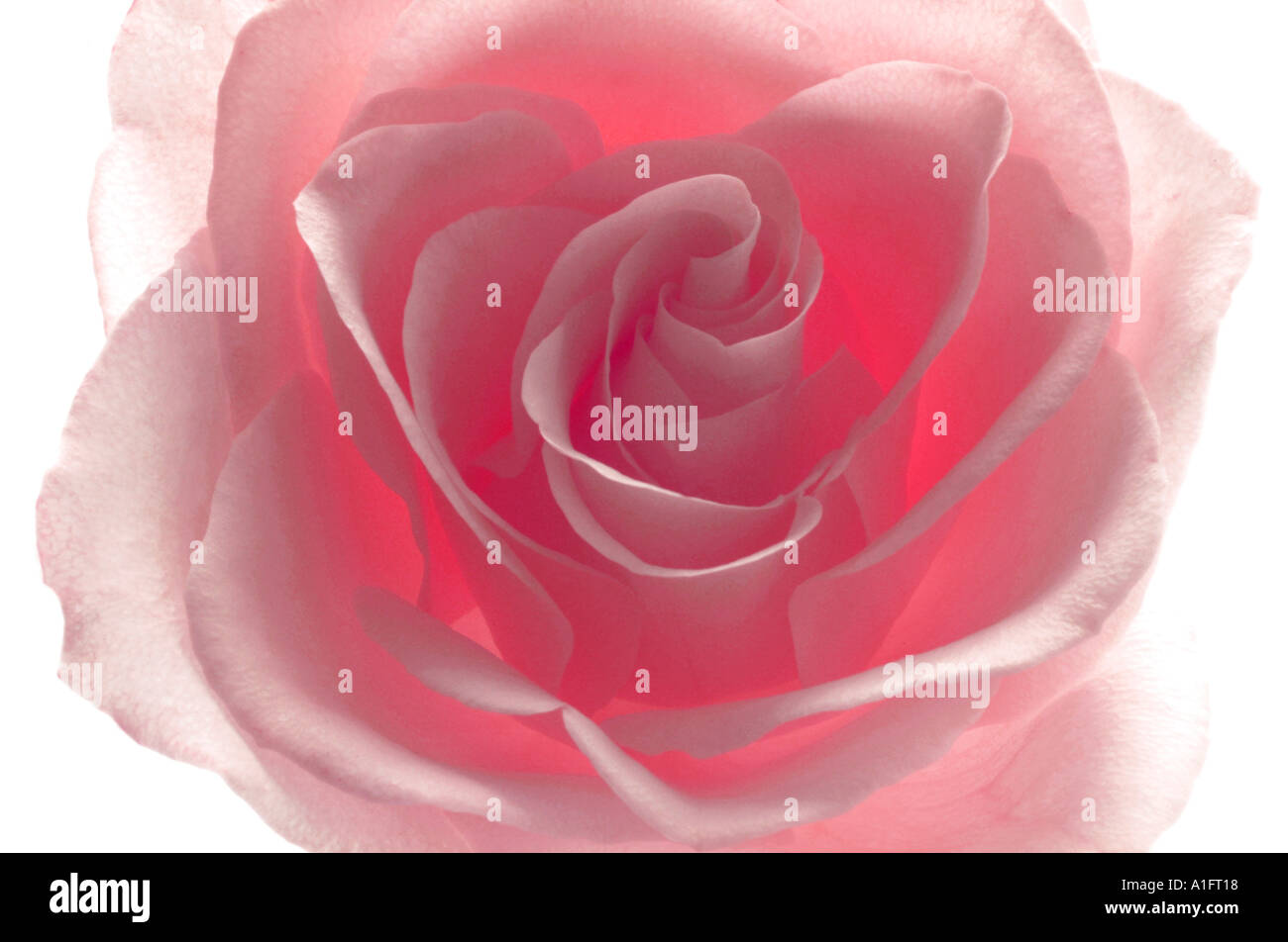 Magnified rose hi-res stock photography and images - Alamy