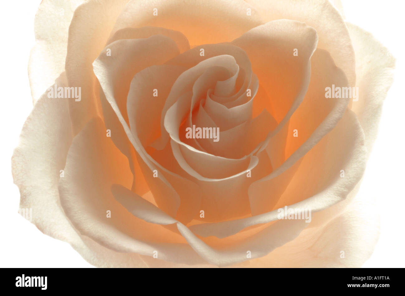 Salmon specimen hi-res stock photography and images - Alamy