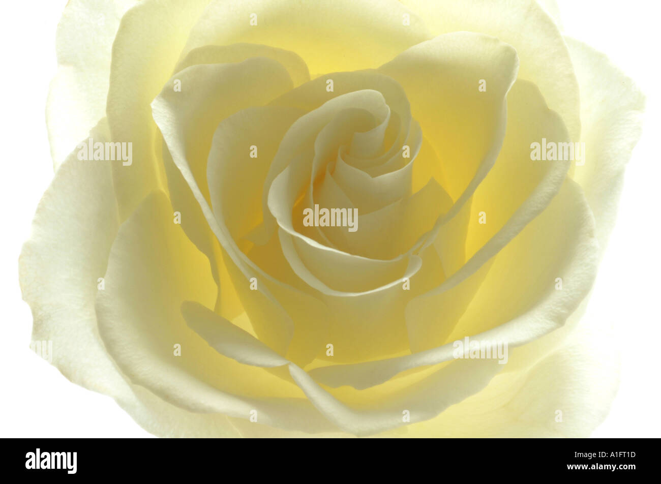 Lemon cell hi-res stock photography and images - Alamy