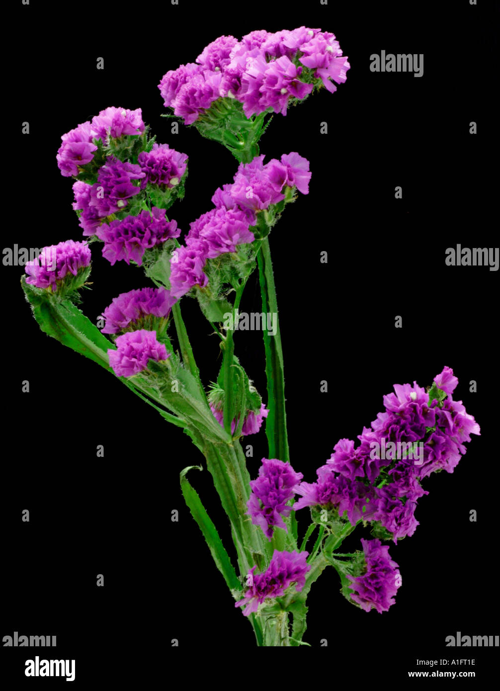 Exotic statice hi-res stock photography and images - Alamy