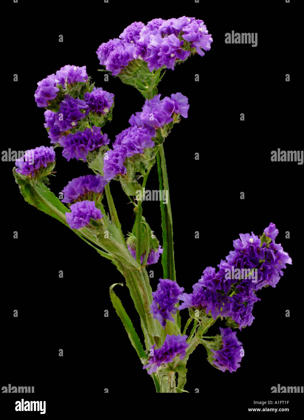 Annual statice hi-res stock photography and images - Alamy