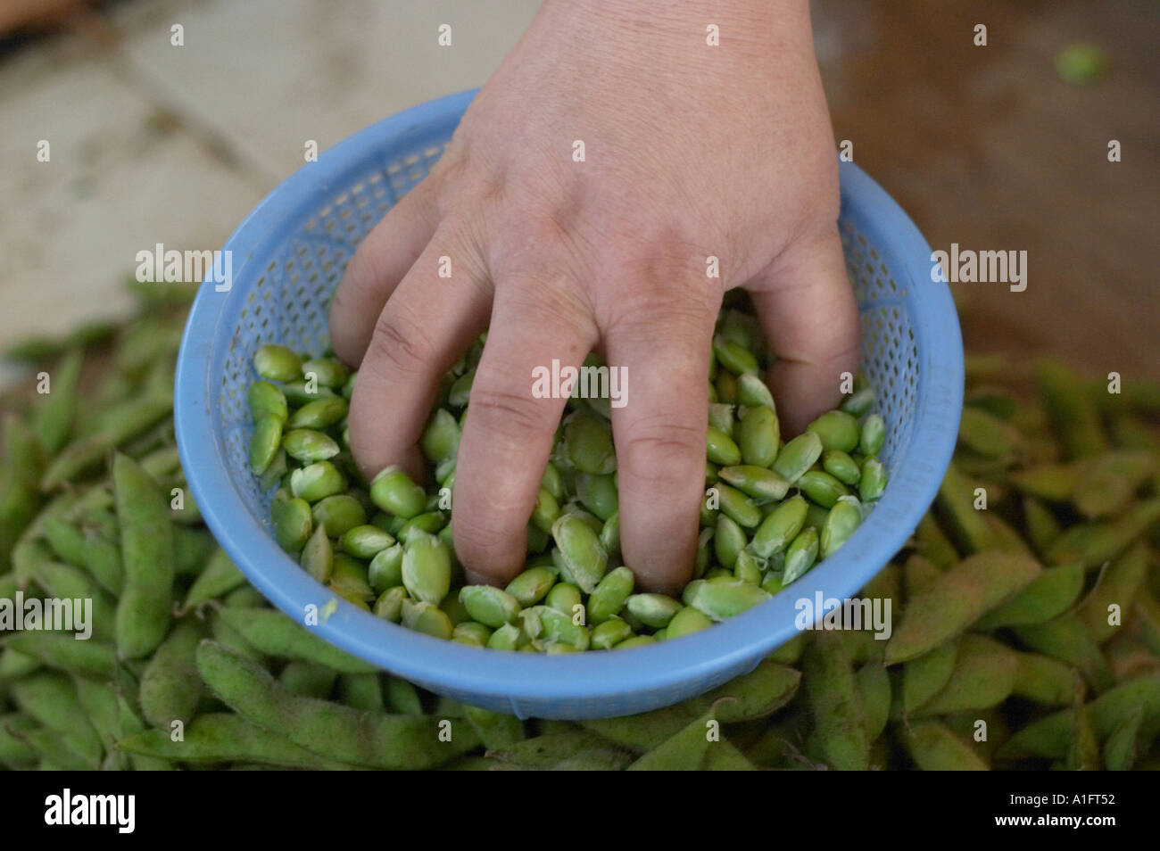 Hand picking up runner beans in xiangyang market shanghai china Stock ...
