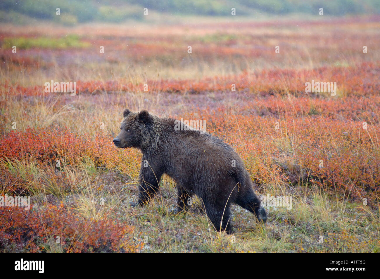 brown bear Ursus arctos grizzly bear Ursus horribils walking in fall ...