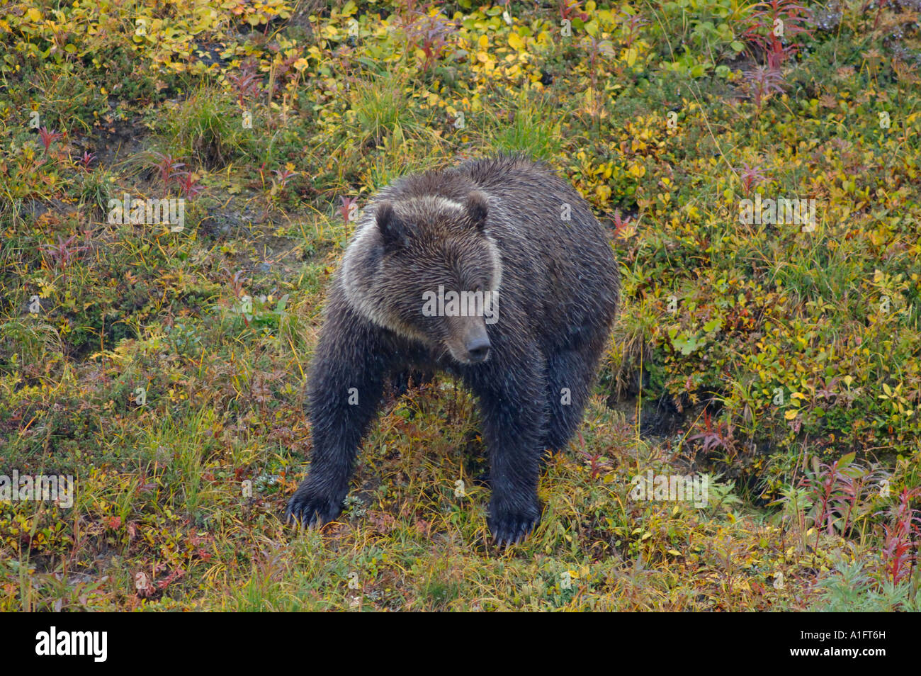 brown bear Ursus arctos grizzly bear Ursus horribils walking in fall ...
