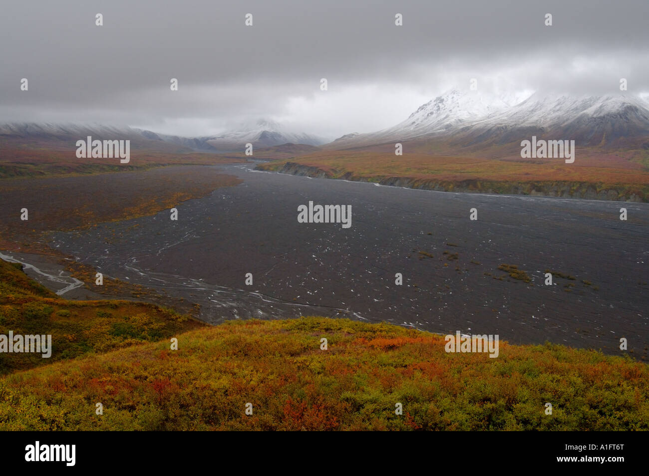 landscape of a river and fall colors in Denali National Park interior ...