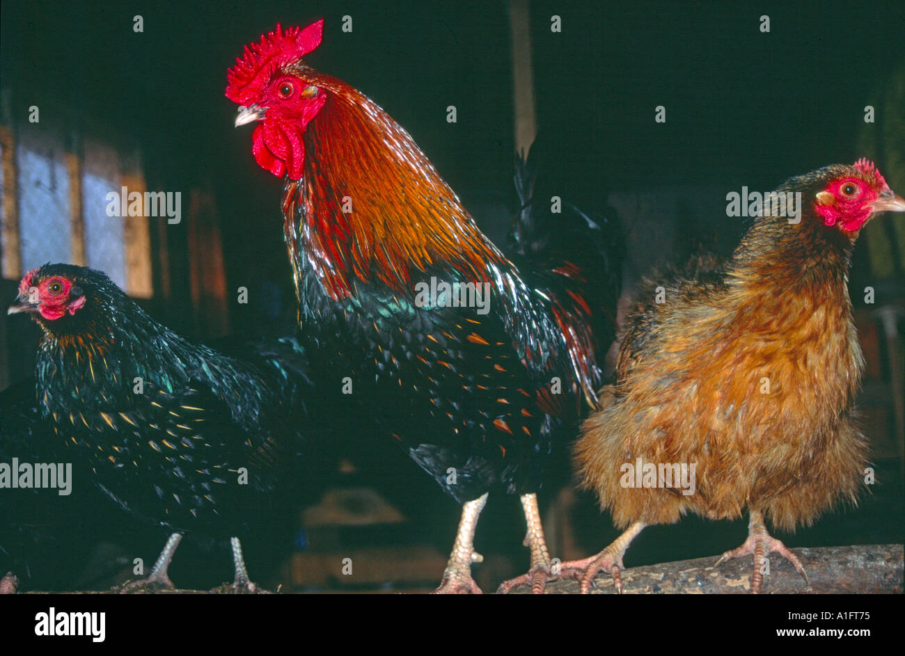 Cockerel and young hen in chicken house Stock Photo - Alamy