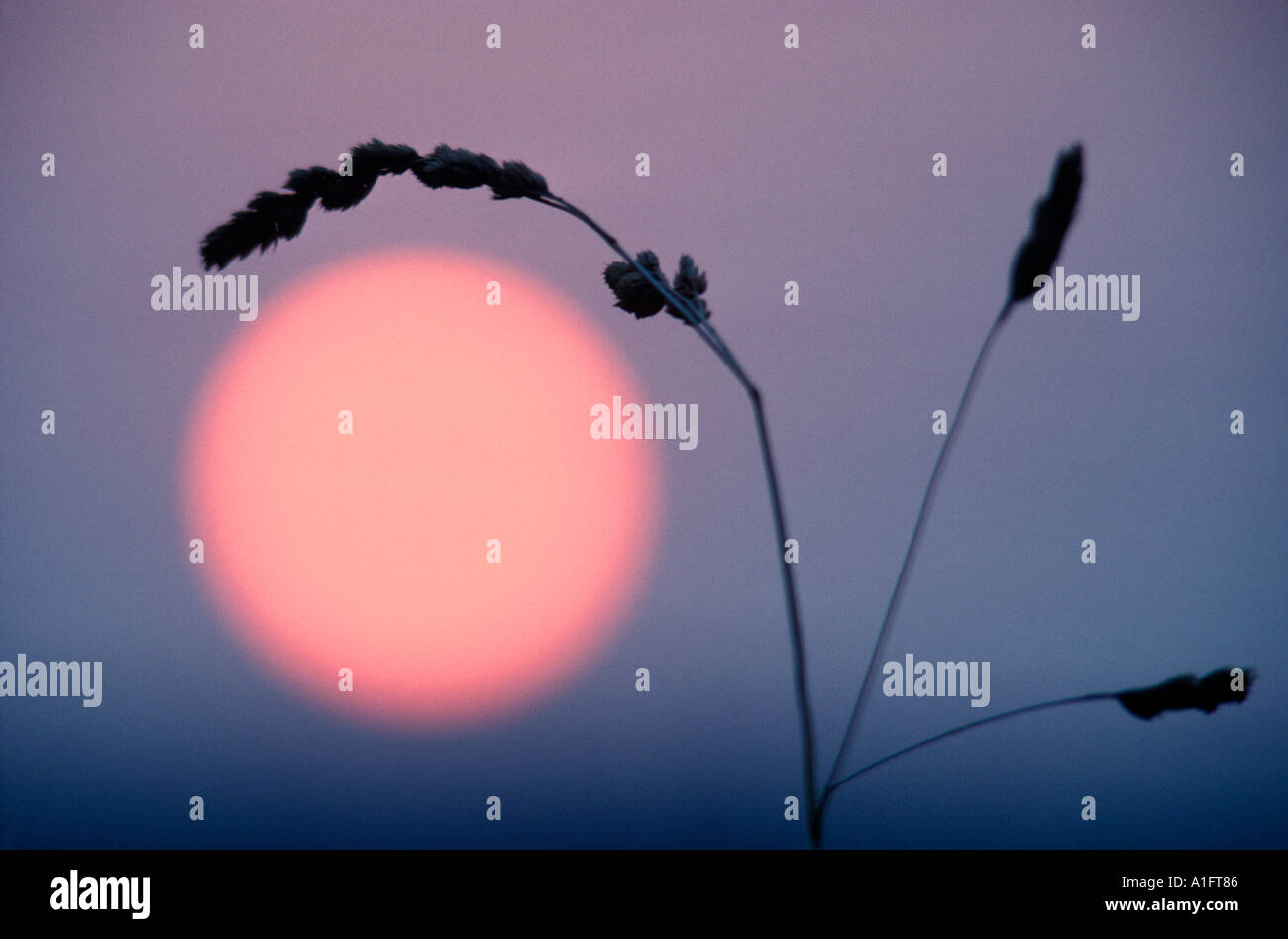 Sunrise with grass Monroe Oregon Stock Photo - Alamy