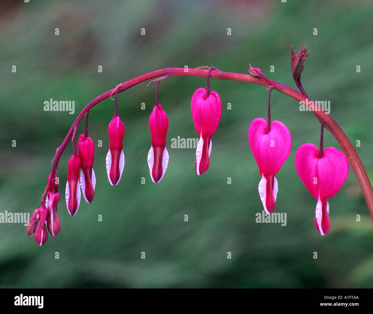 Oregon bleeding heart hi-res stock photography and images - Alamy