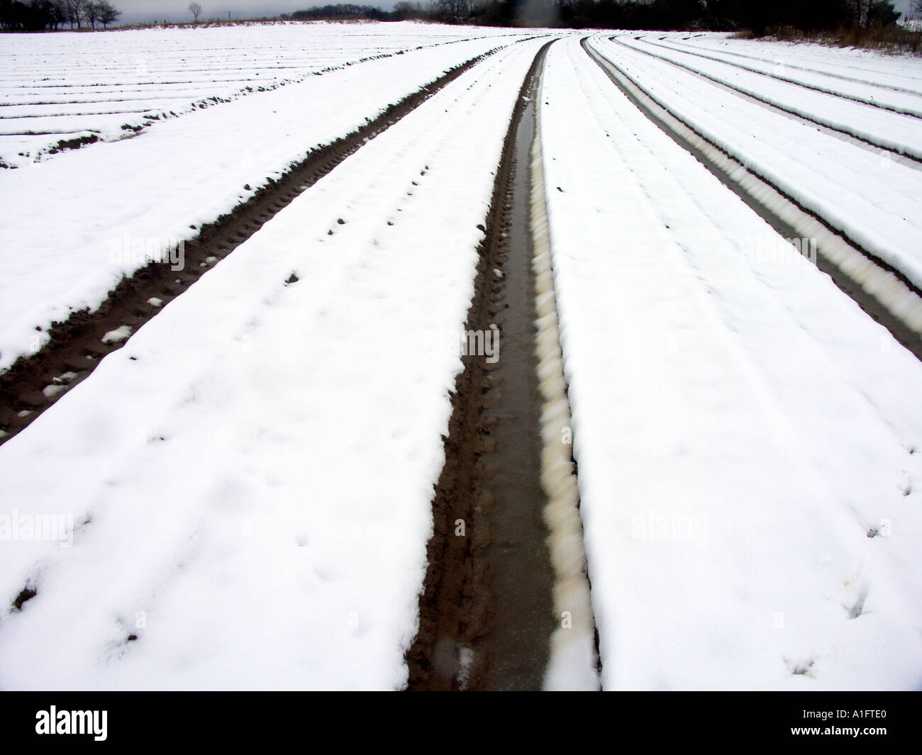 Black and white perspective potato rows in snow Stock Photo - Alamy