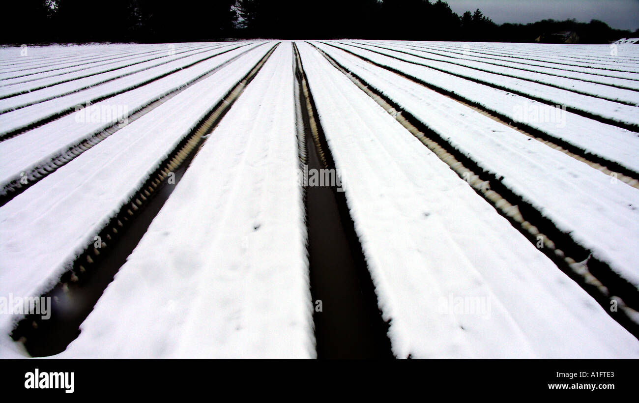 Black and white perspective potato rows in snow Stock Photo - Alamy
