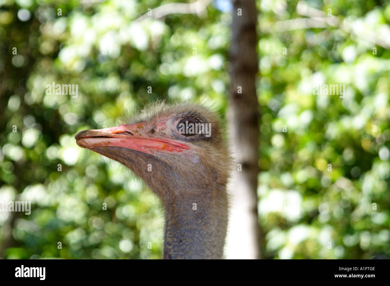 OSTRICH / EMU PORTRAIT Stock Photo - Alamy