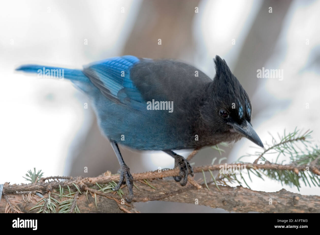 Stellar jay hi-res stock photography and images - Alamy
