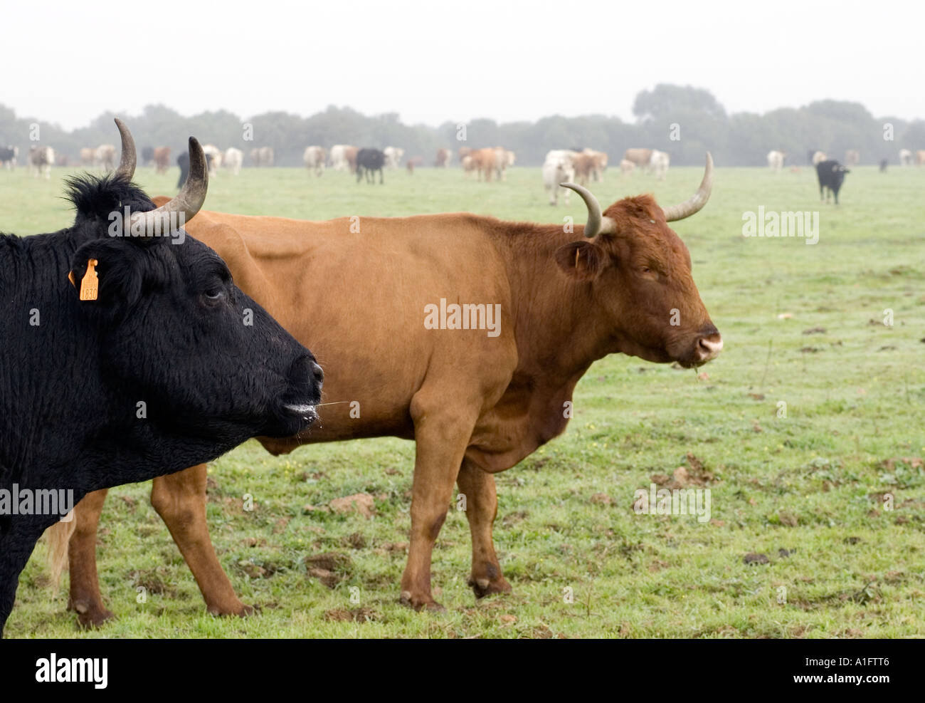 Retinta cows hi-res stock photography and images - Alamy