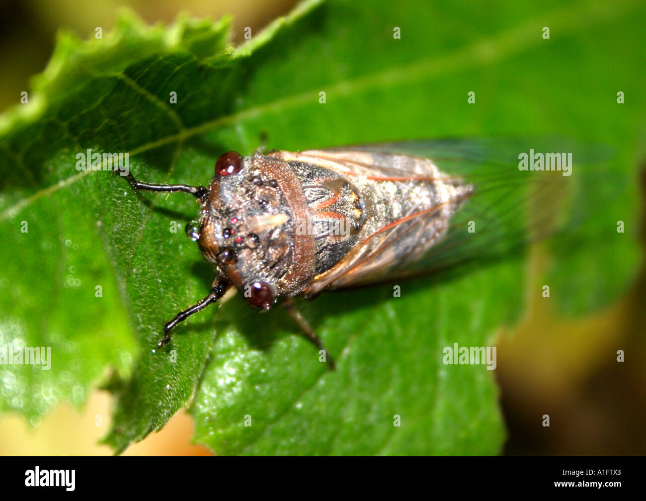 Homopterans cicada cicadas hi-res stock photography and images - Alamy