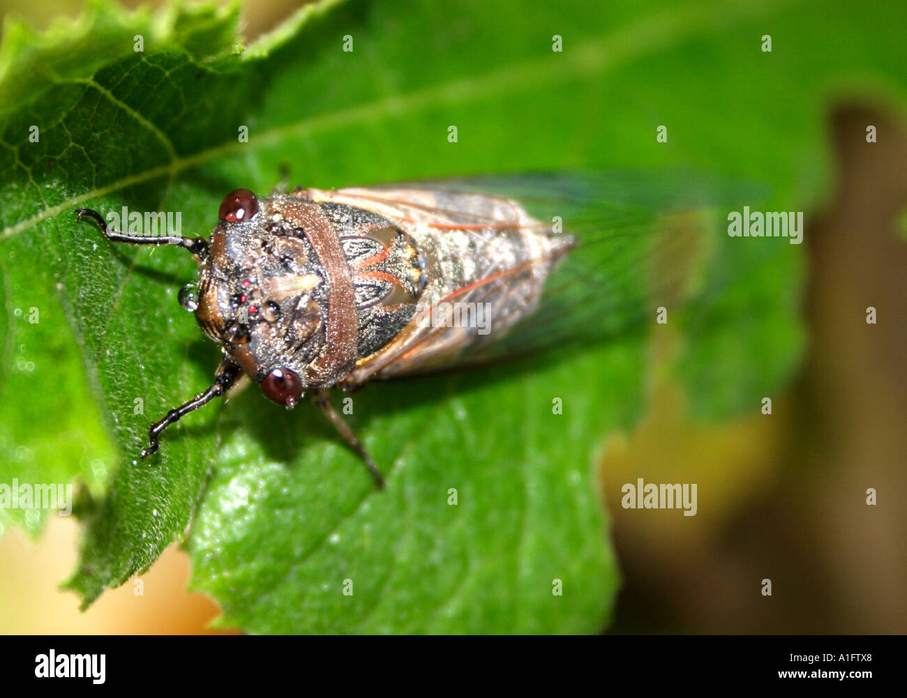 A CLOSE UP OF A CICADA Stock Photo - Alamy