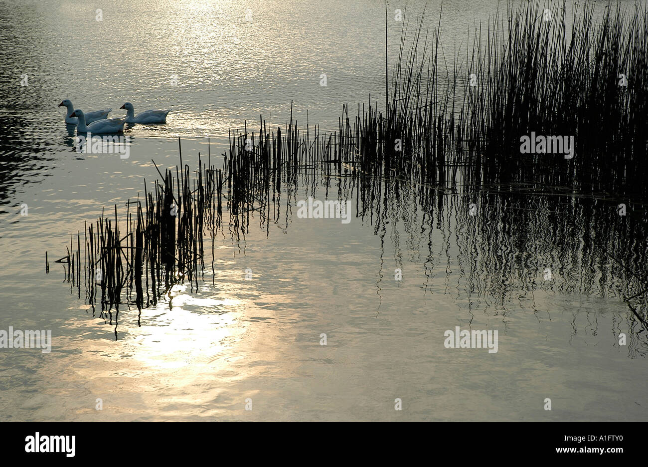 Light shimmering lake water shimmer hi-res stock photography and images ...