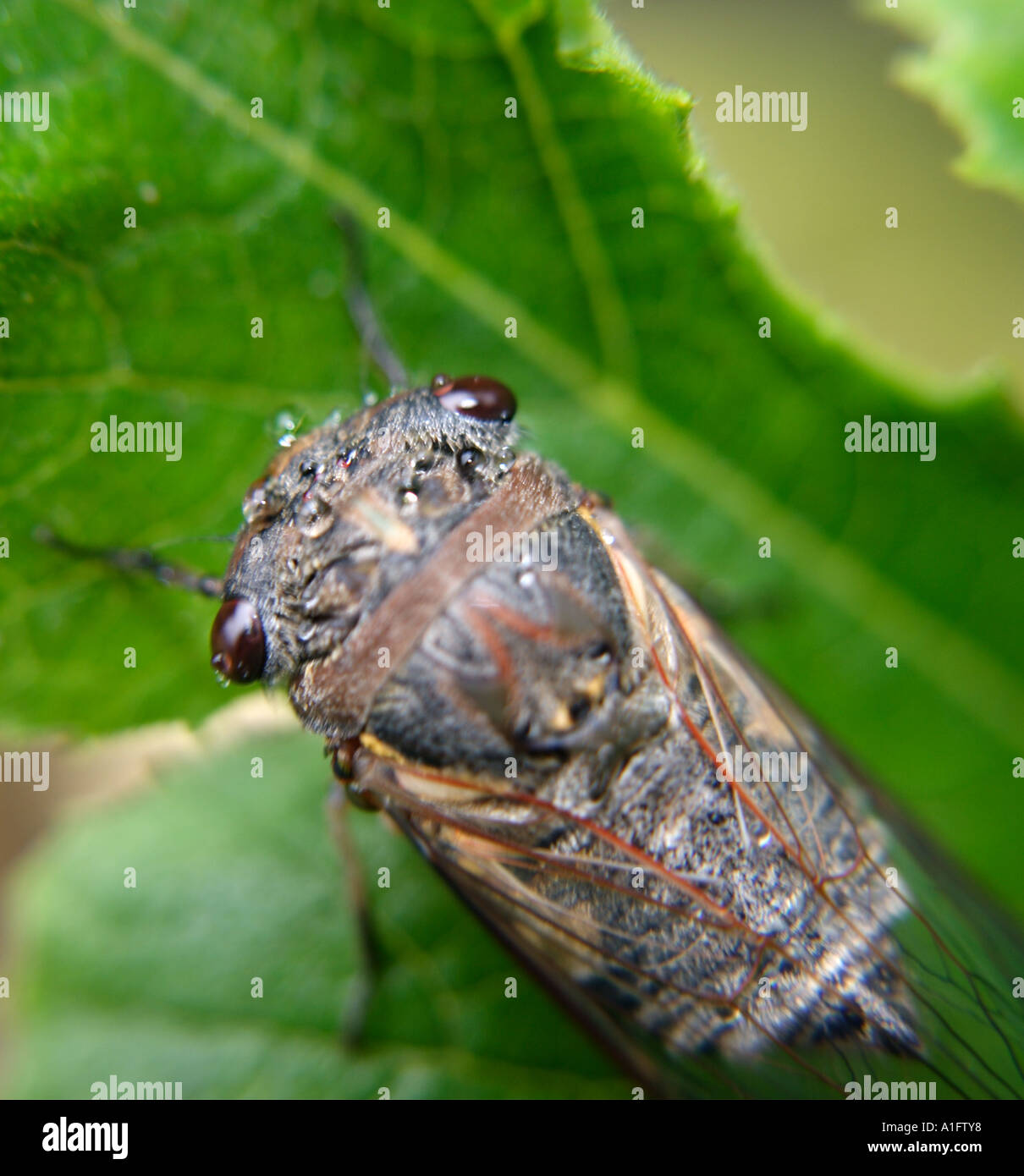 Homopterans cicada cicadas hi-res stock photography and images - Alamy