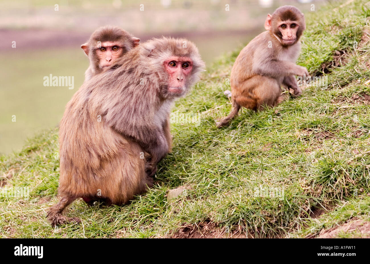 three monkeys sitting on grass at longleat Stock Photo - Alamy