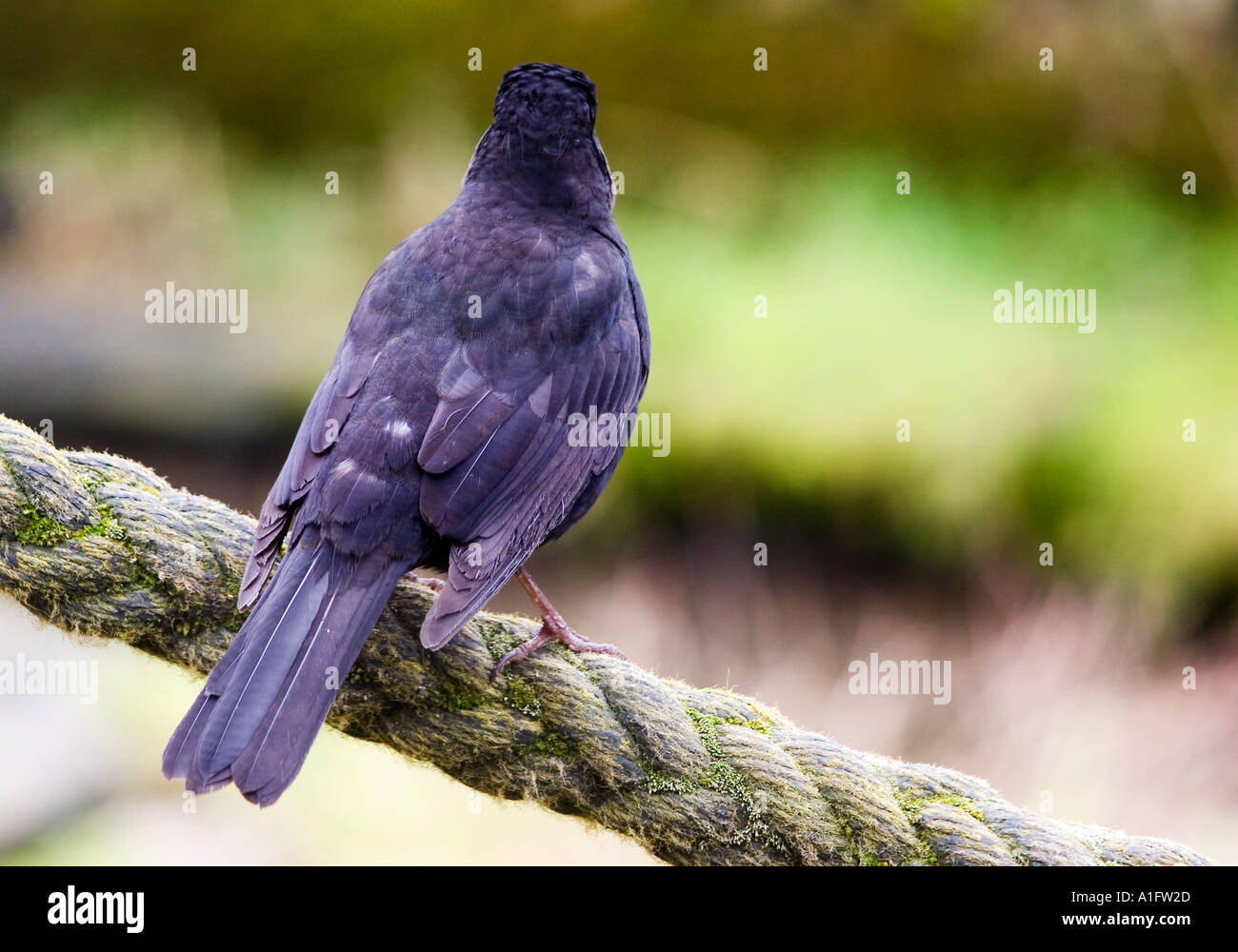 bird sitting on rope Stock Photo - Alamy