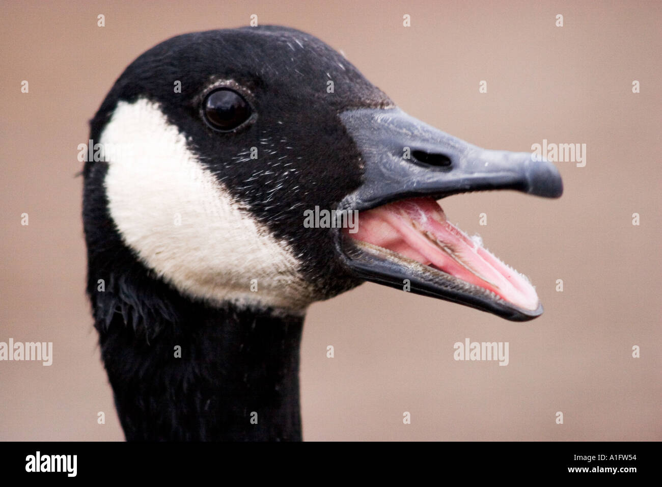 duck at dinton pastures Stock Photo - Alamy